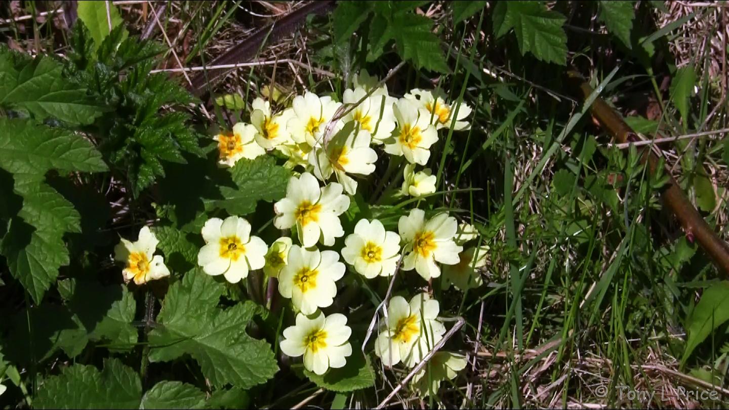 Primroses & Why They Are Interesting - Tree Studio UK
